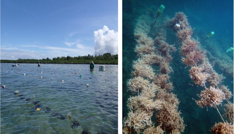 Seaweed as a Resilient Food Solution After a Nuclear War – Filipino ...