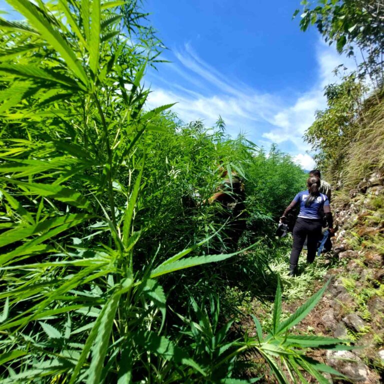 Anim na plantasyon natuklasan; P1M na halaga ng mga tanim na Marijuana ...