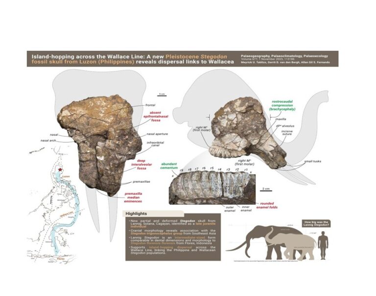 First Skull of Extinct Elephant Relative Found in Cagayan, Philippines ...
